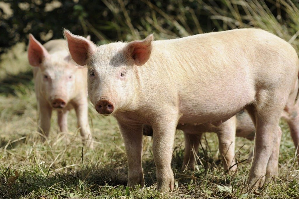 Raising Pigs for Meat in Your Own Backyard - Countryside